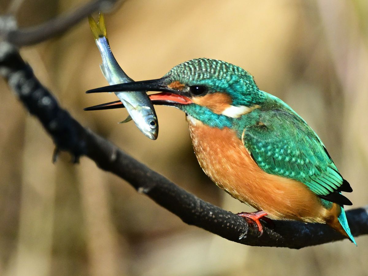 食欲旺盛 32 | GANREF