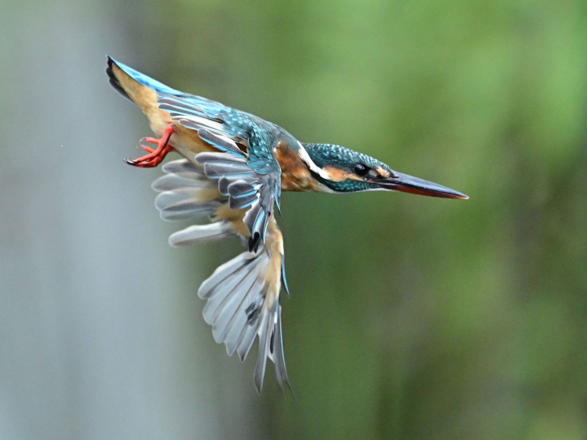 飛び出し 51 | GANREF