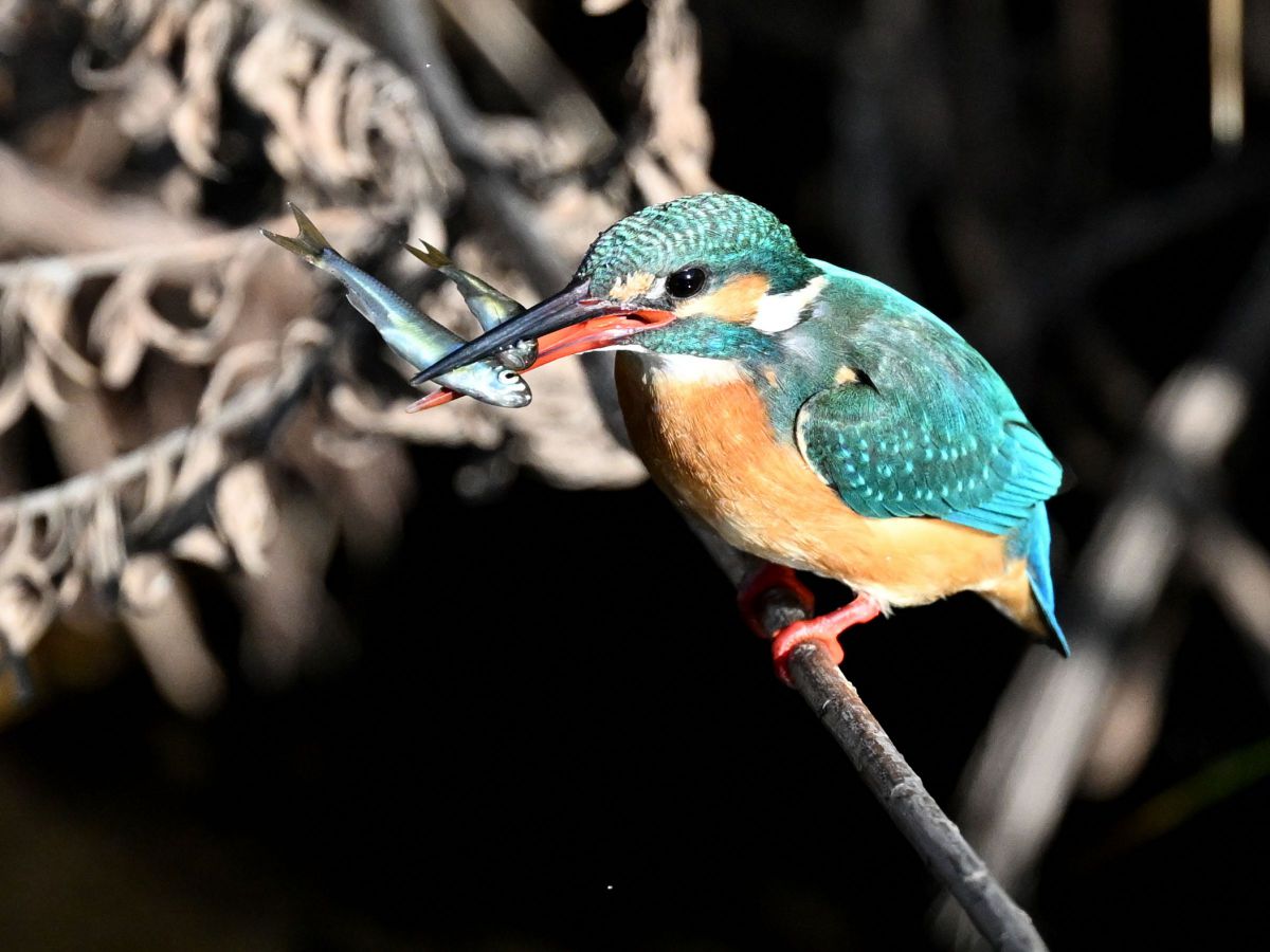 食欲旺盛 27 | GANREF