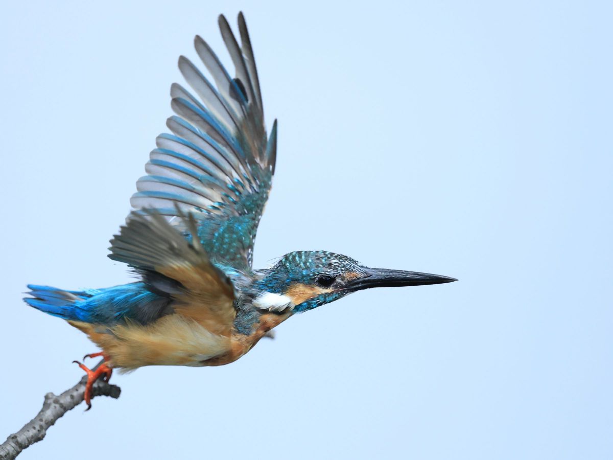 飛び出し 75 | GANREF