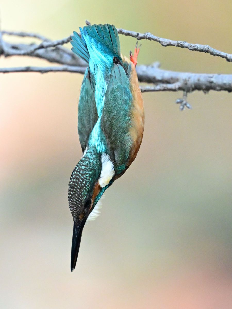 飛び出し 57 | GANREF