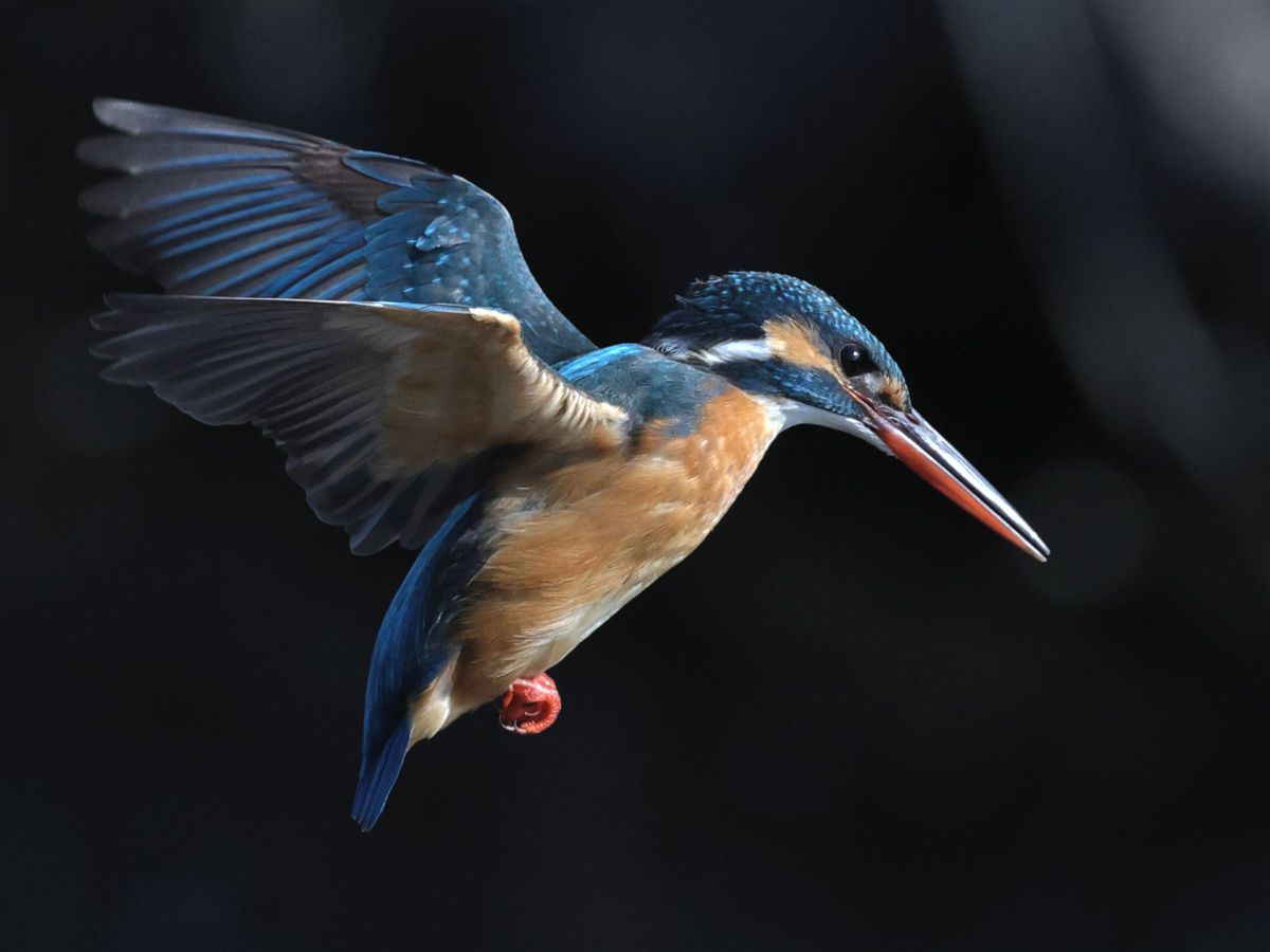 Hovering 25 | GANREF