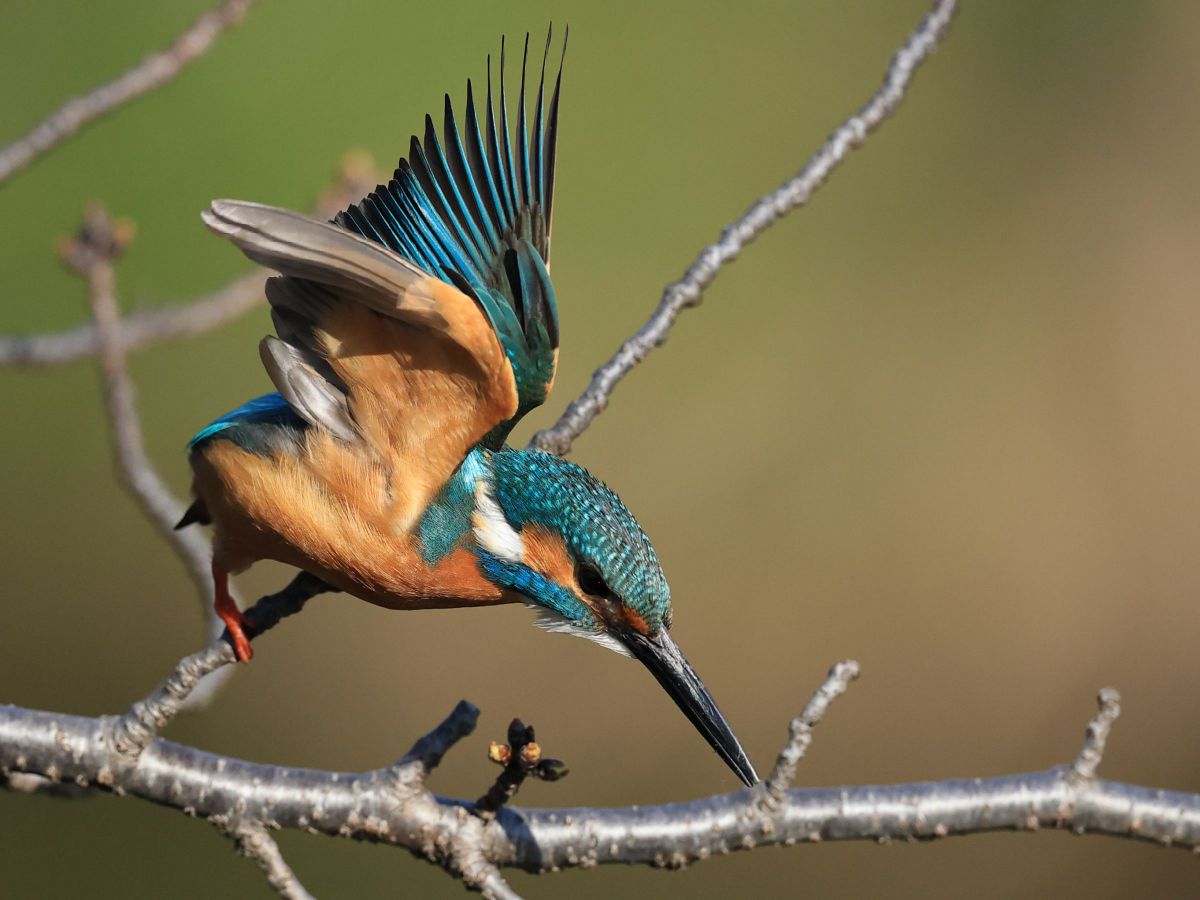 飛び出し 73 | GANREF