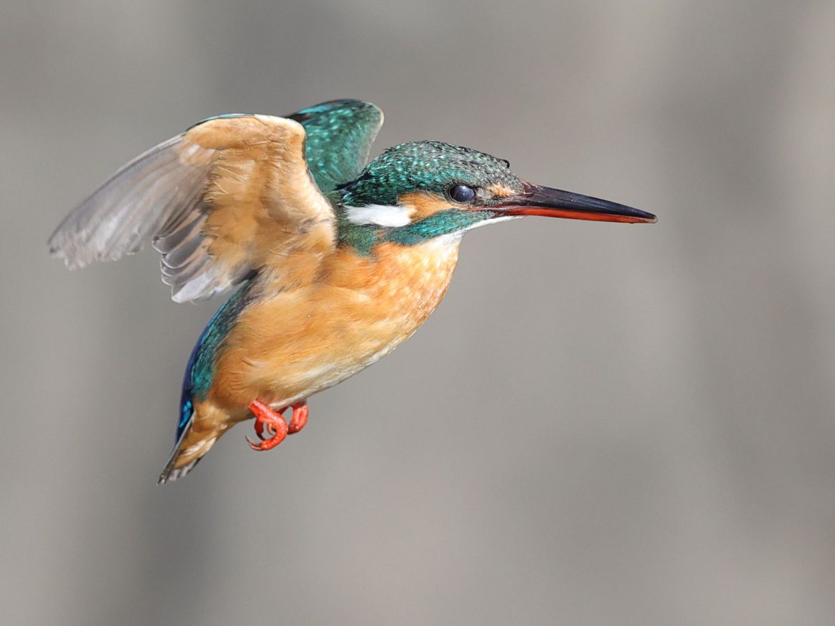 Hovering 29 | GANREF