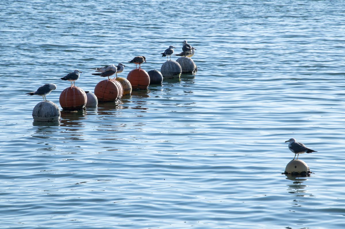 かもめの学校 | GANREF