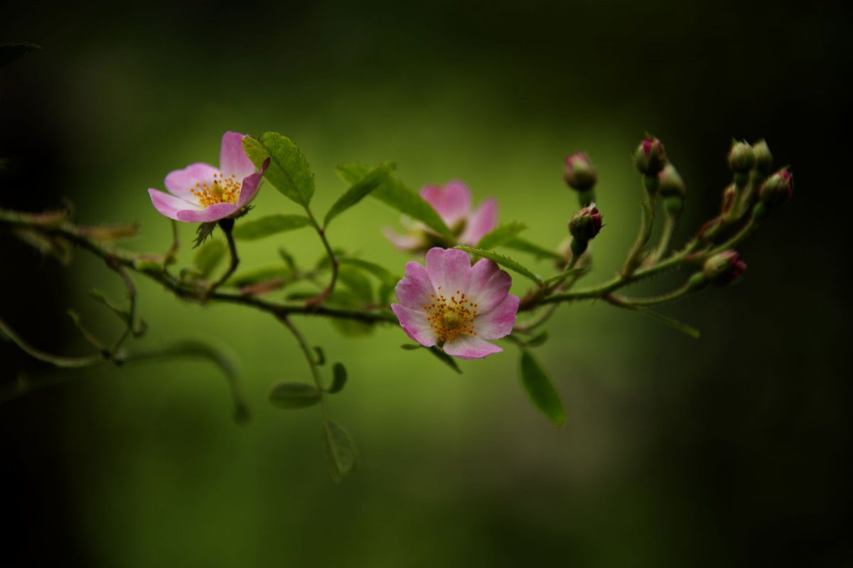 モーツアルト | GANREF