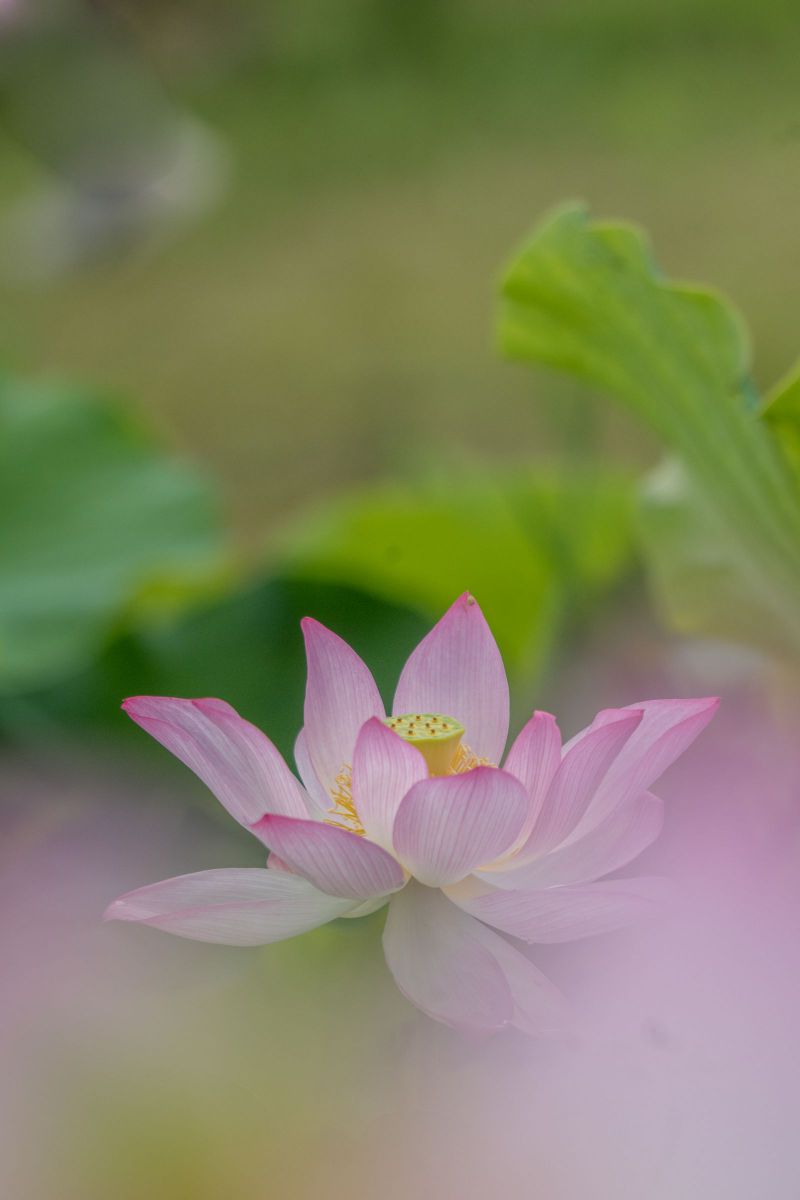 fall in love | GANREF