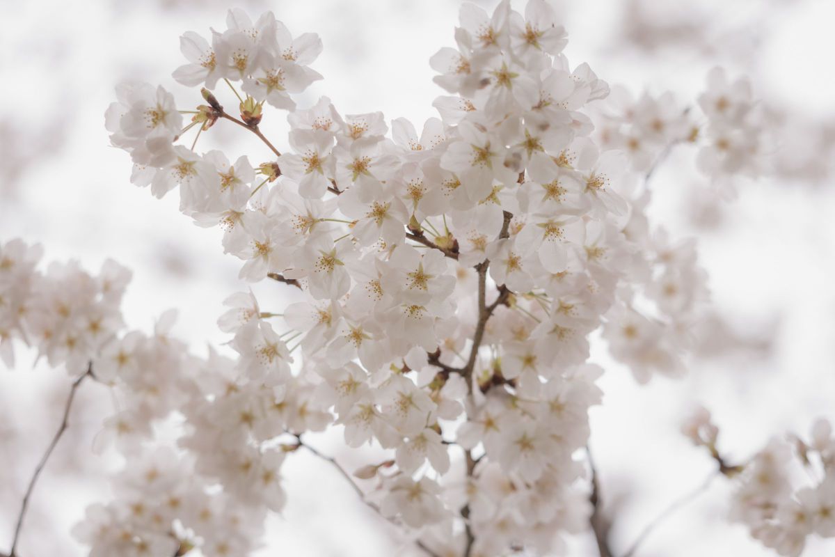 gentle white | GANREF