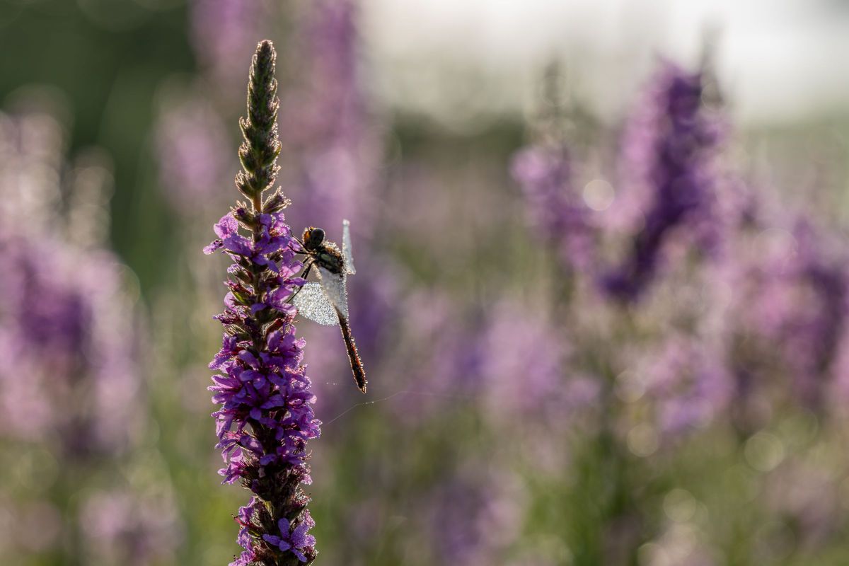 a little longer | GANREF