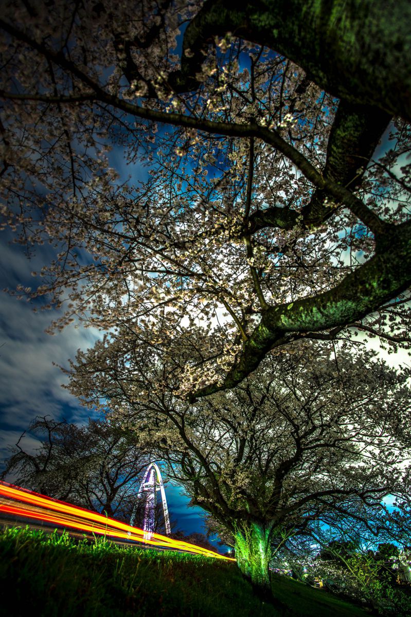 sakura 2023 | GANREF