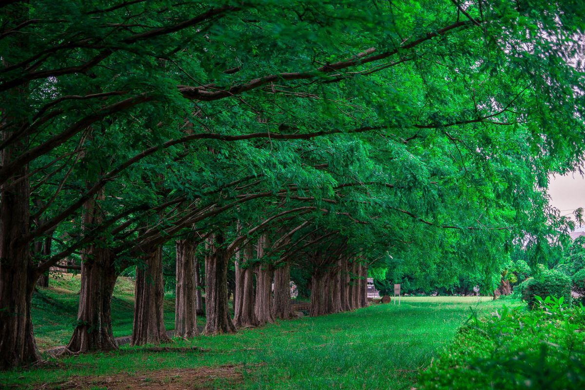 green forest | GANREF