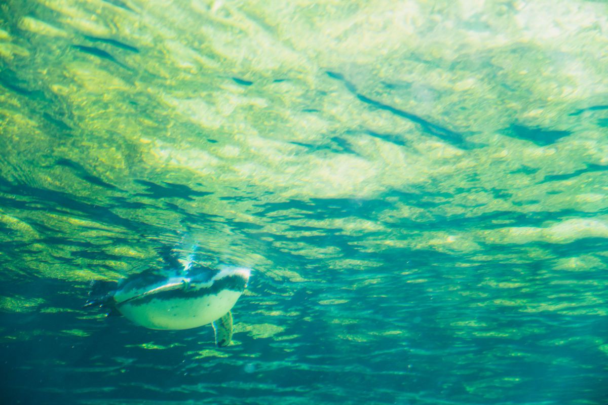 Floating in the green | GANREF