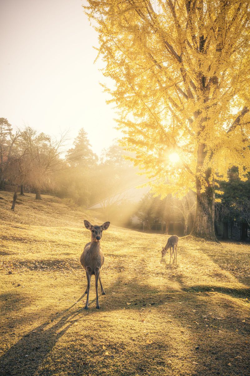 Morning Flash | GANREF