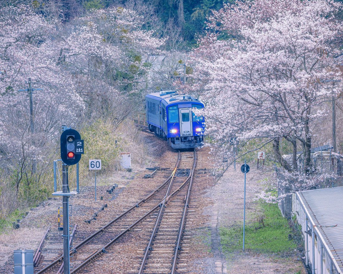 桜咲き誇る駅 | GANREF