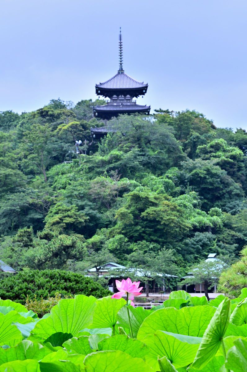 蓮と三重塔 | GANREF