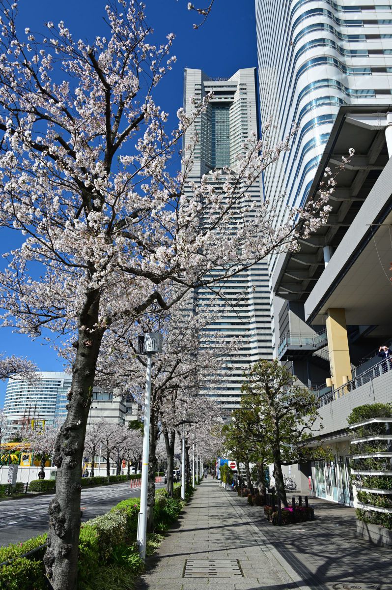 みなとみらい桜通りにて | GANREF