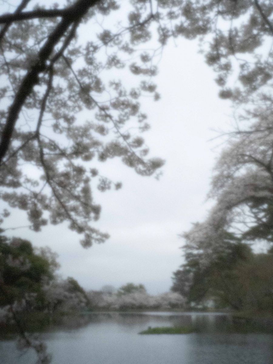 pinhole sakura | GANREF