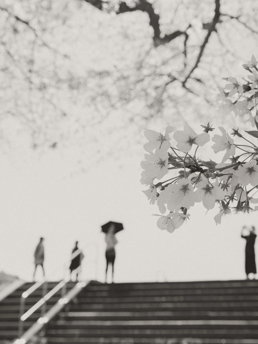 sakura memory | GANREF