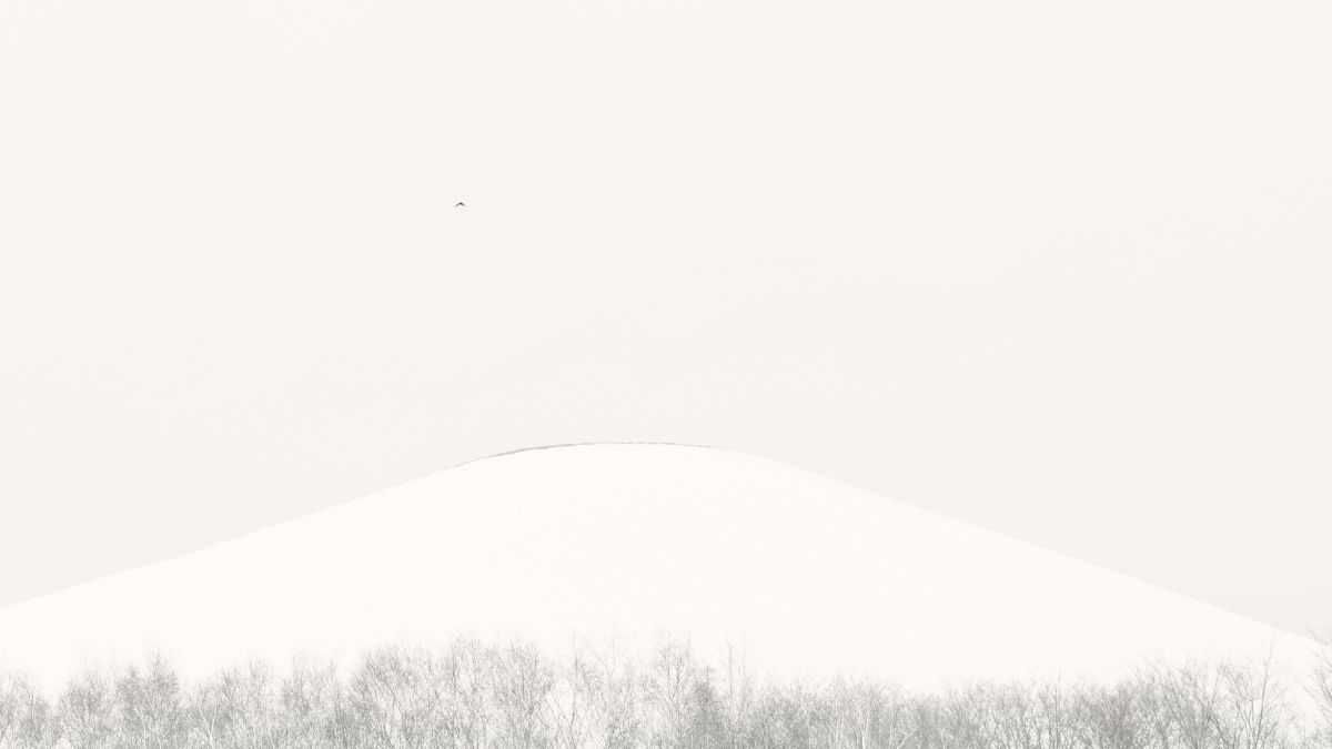 white world | GANREF