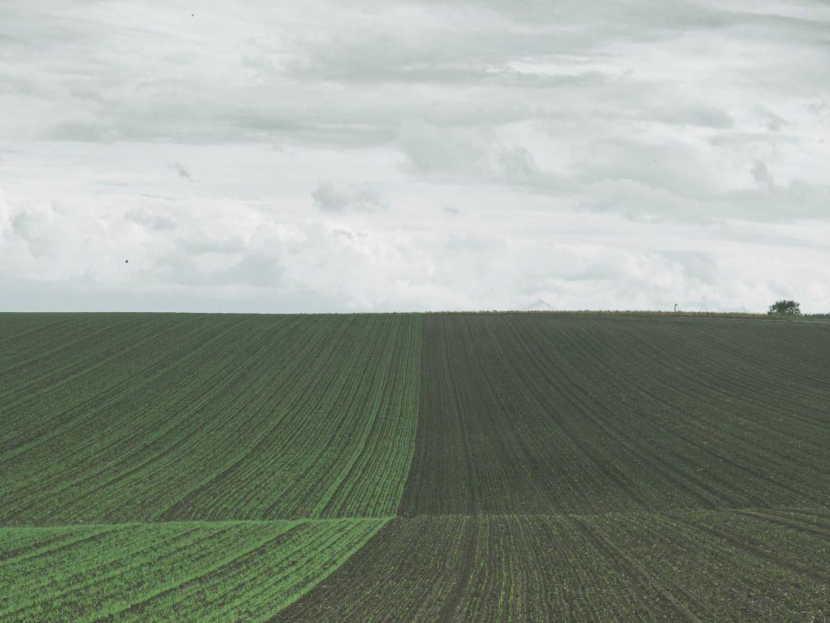 half and half | GANREF