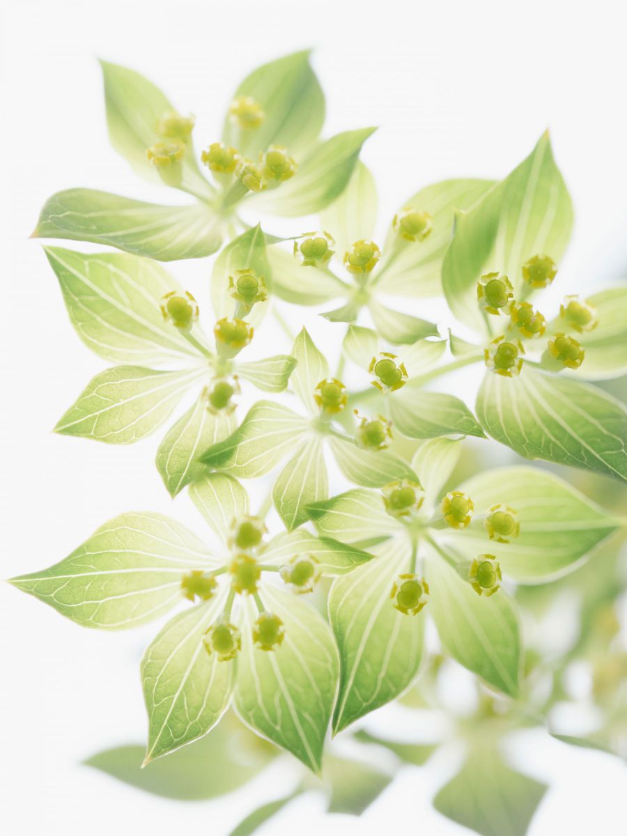 fresh green | GANREF