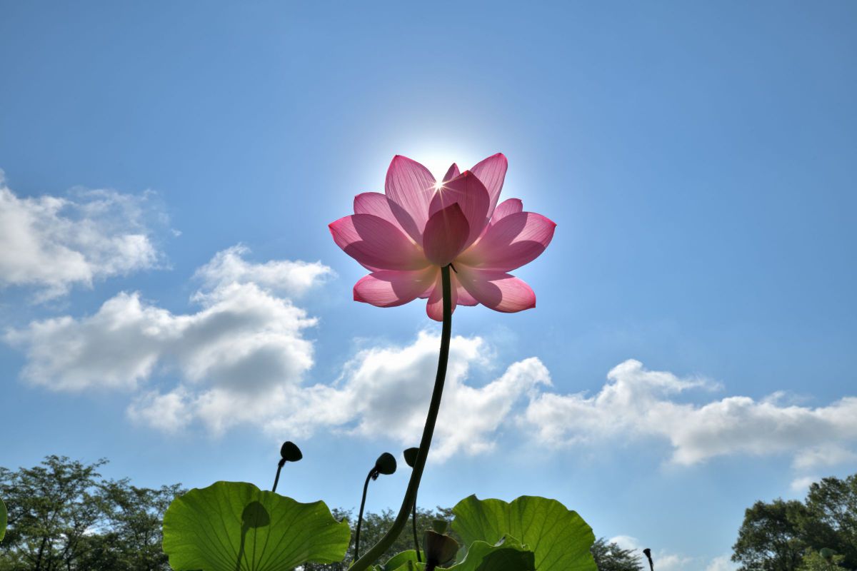 The last shine | GANREF