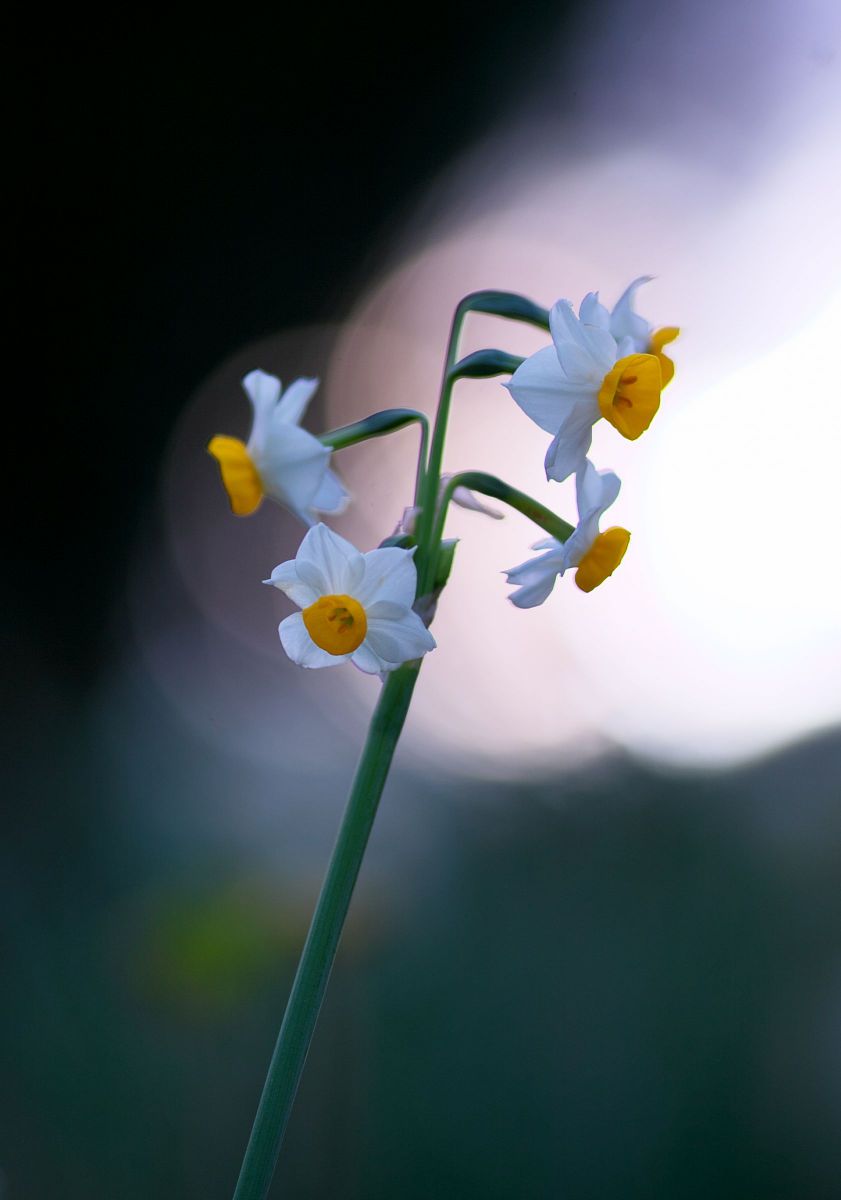 BS6T0770-135mm-F2,0-221220 | GANREF