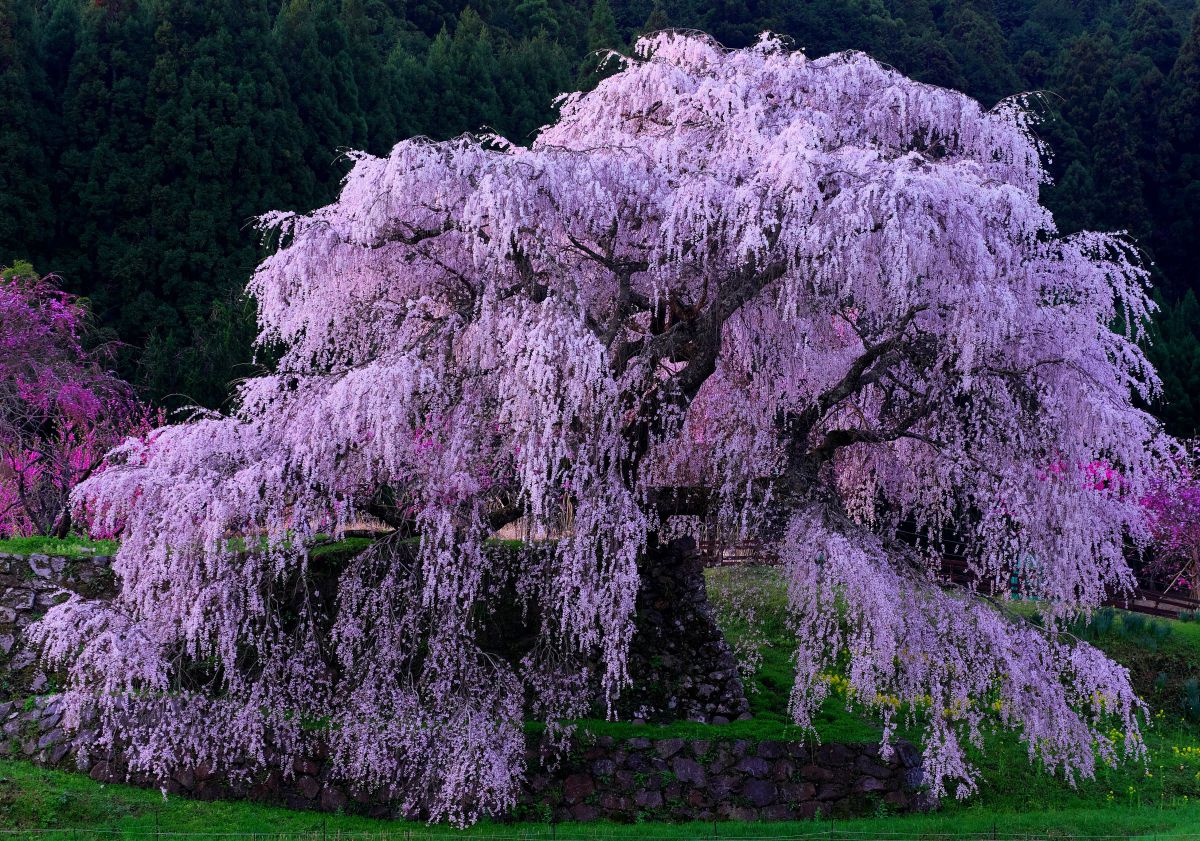 BS6T9725-85mm-F8,0-230331 | GANREF