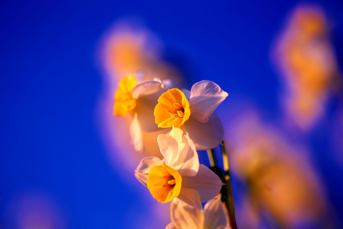 BS6T1993-90mm-F2,8-230120-. | GANREF