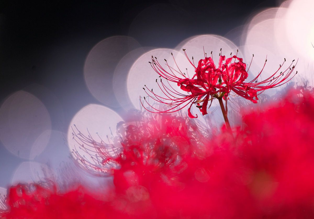 BS6T5321-500mm-F4,0-230928 | GANREF