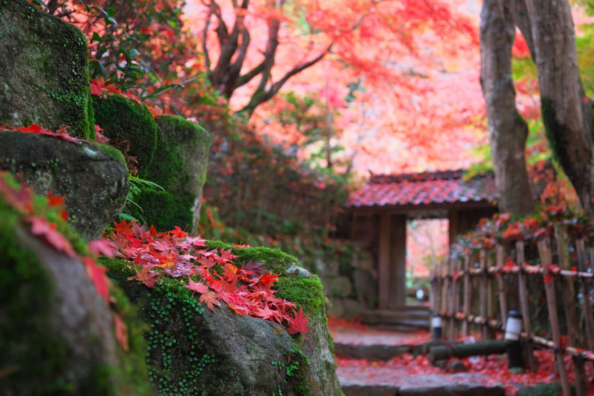 IMG_0329-55mm-F4,0-241209-SILKYPIX_.jpg | GANREF