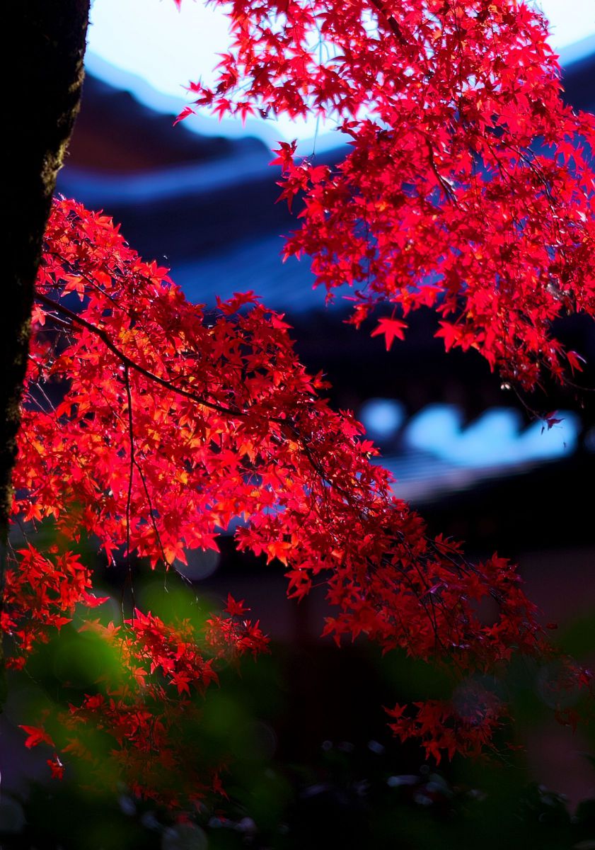 BS6T5228.....SILKYPIX_10__9_2----5 | GANREF