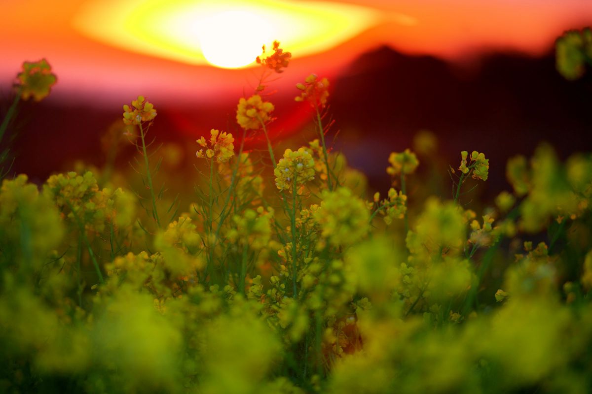 BS6T9382-135mm-F2,0-221231 | GANREF