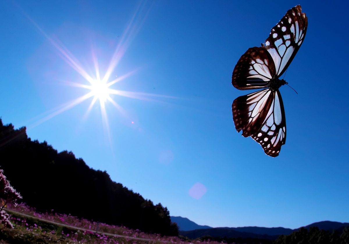 BS6T9895.....SILKYPIX_10__9_2----3 | GANREF