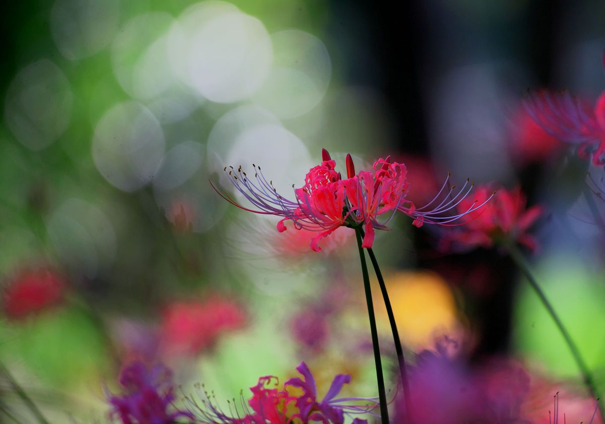 BS6T6612-500mm-F4,0-230909-....SILKYPIX | GANREF