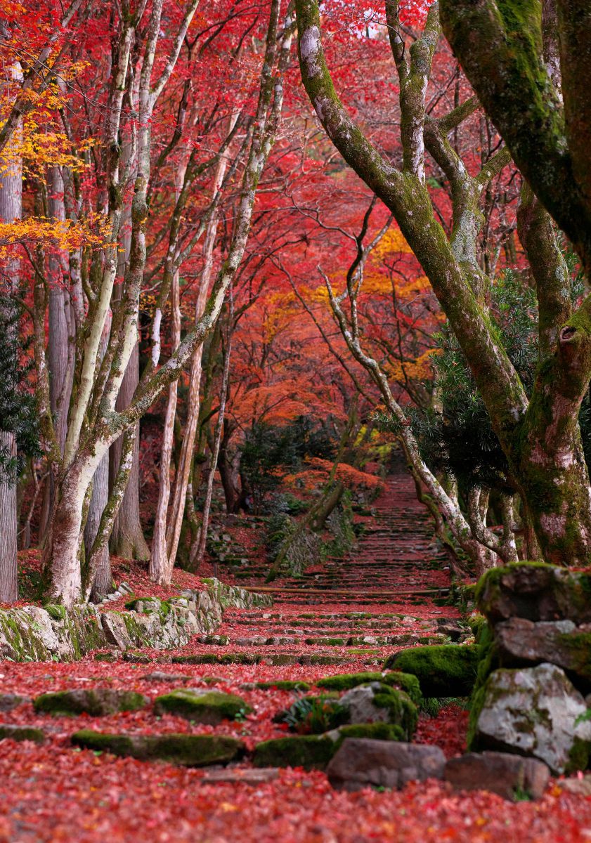 BS6T8414-85mm-F4,0-231126-....SILKYPIX | GANREF