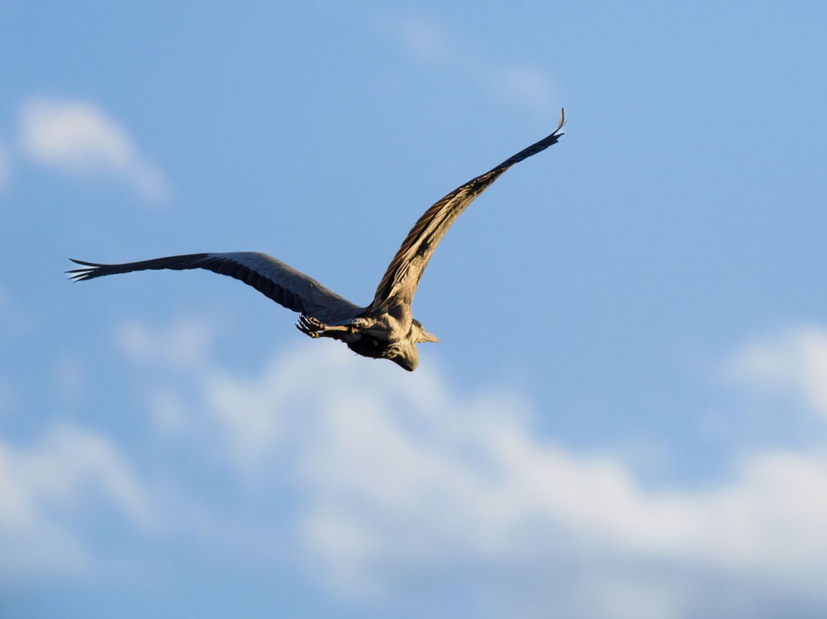 カワウは飛んでいく | GANREF