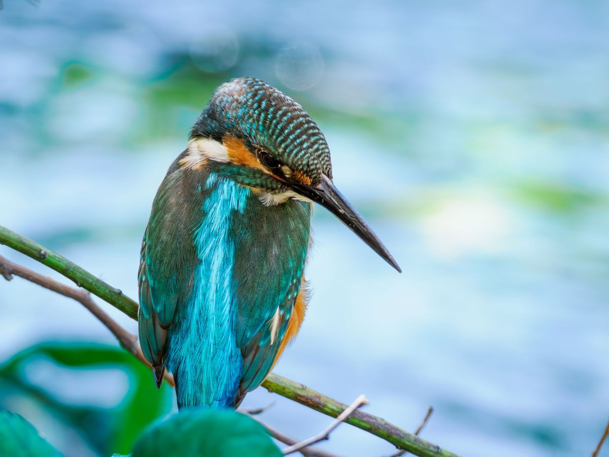 he is so cool. | GANREF