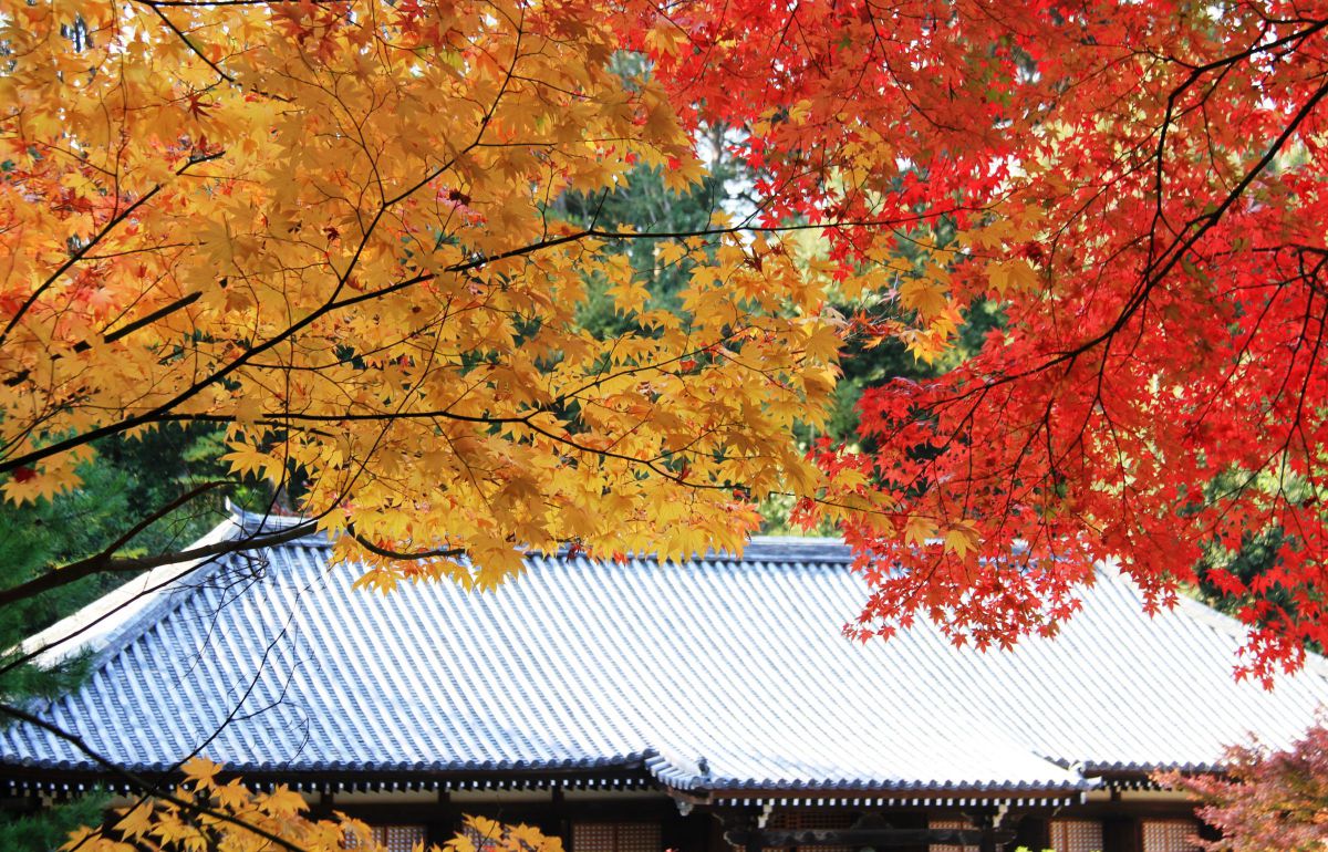 two-tone color | GANREF