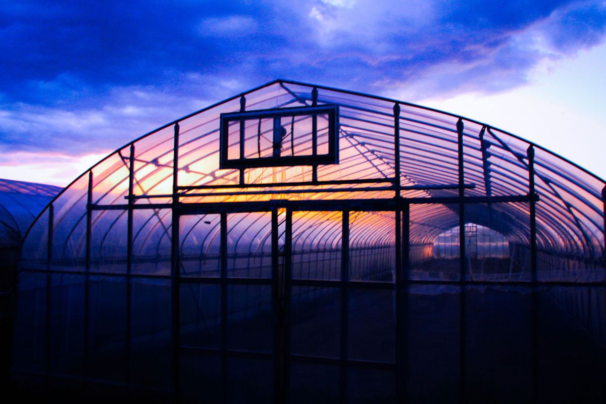 see through | GANREF