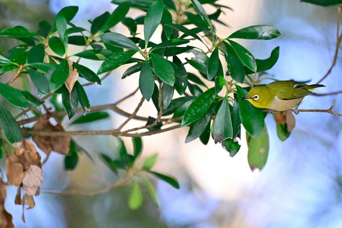 「注目製品レビュー ニコン Z8＆超望遠レンズ【野鳥編】」 最後の最後 僕はニコンが好きです。 | GANREF