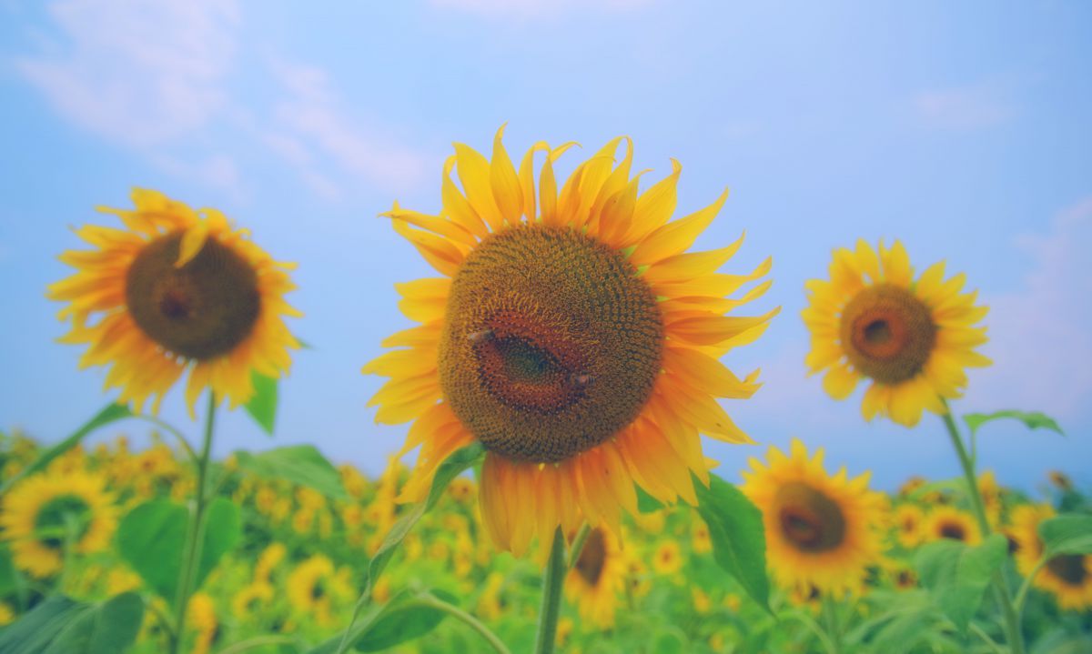 a moment of sunflowers, in Akeno | GANREF