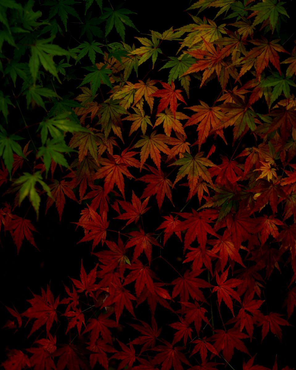 colors of autumn leaves 2021 | GANREF