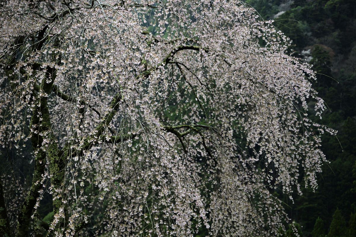 a moment of weeping cherry blossoms | GANREF
