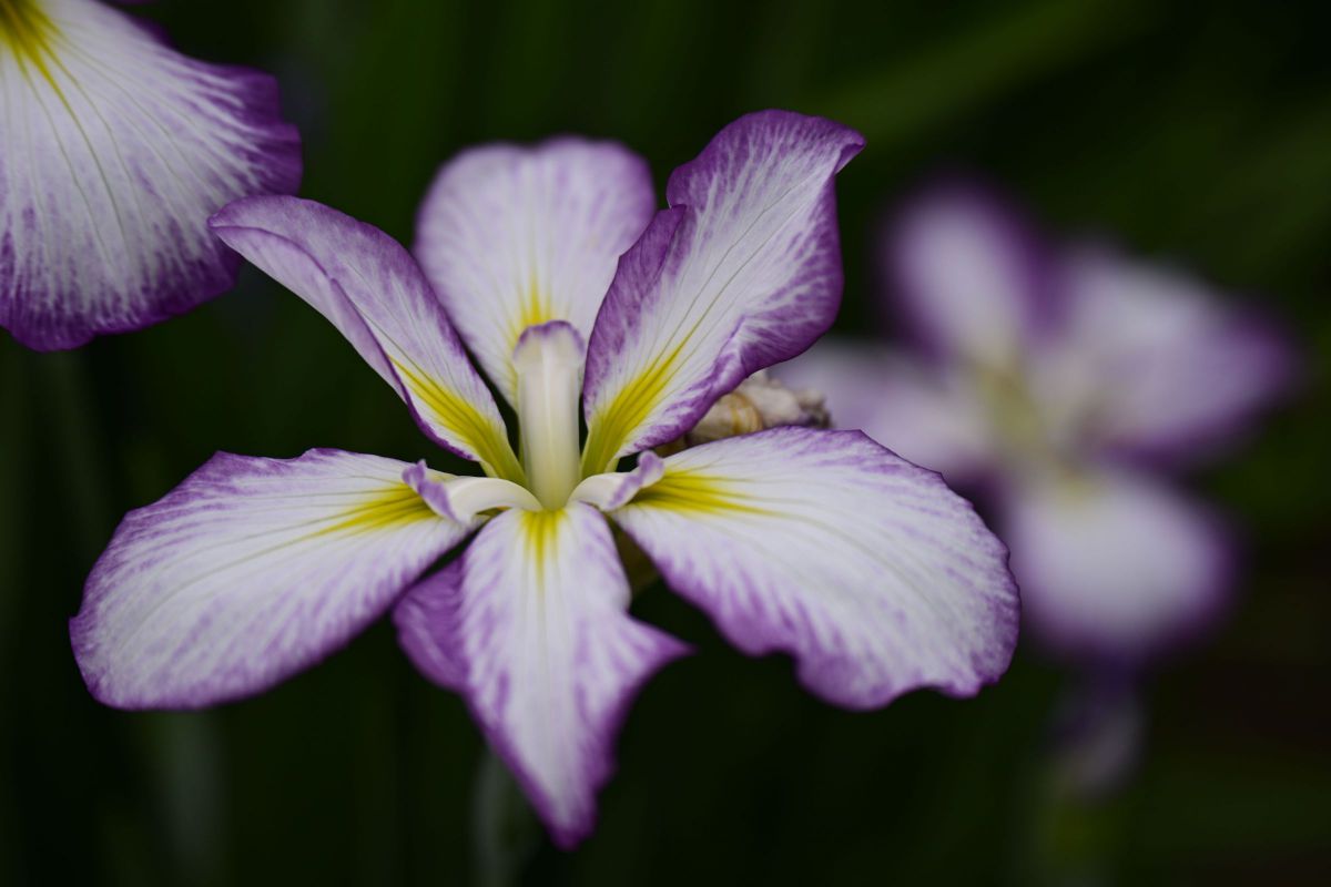 a moment of iris | GANREF