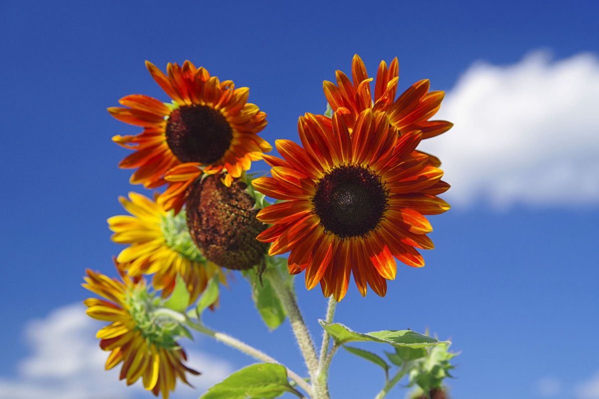 a moment of sunflowers | GANREF