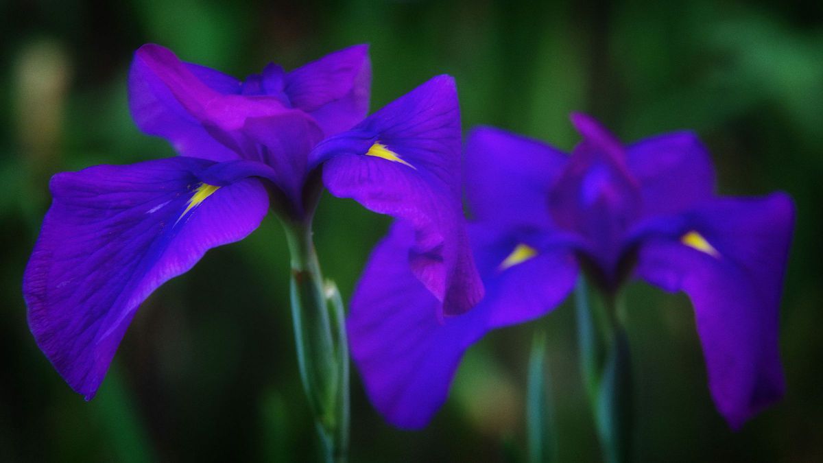 a moment of iris | GANREF