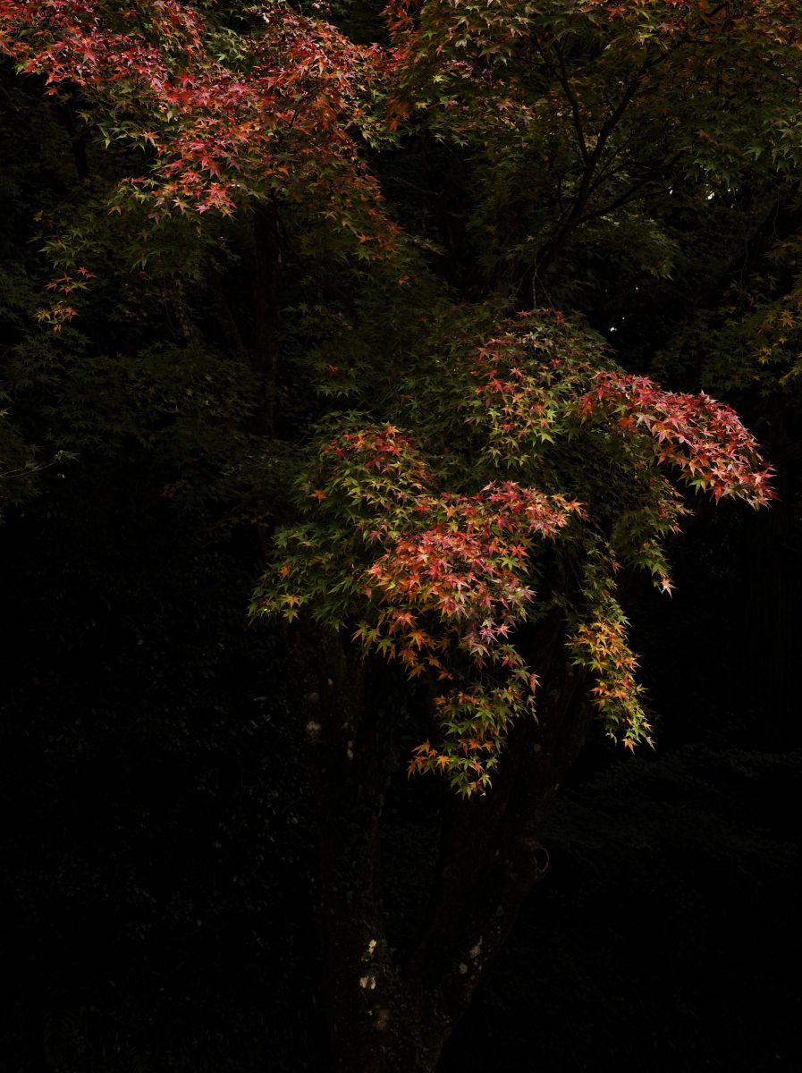 colors of autumn leaves part-3 | GANREF