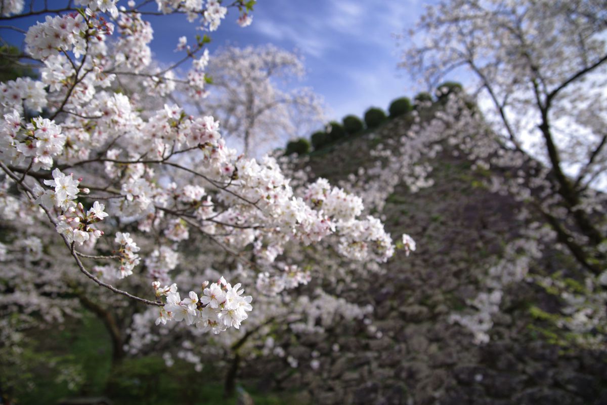 a moment of cherry blossoms | GANREF