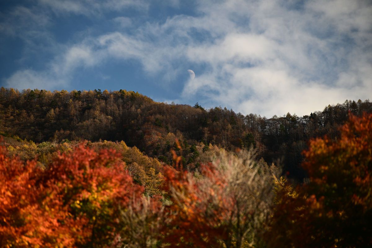 Autumn Leaves with Moon | GANREF